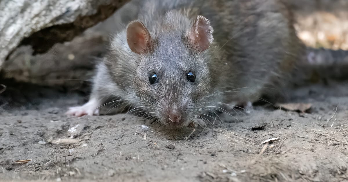 Ratten-Problem Wien: Experten beraten über Lösungen
