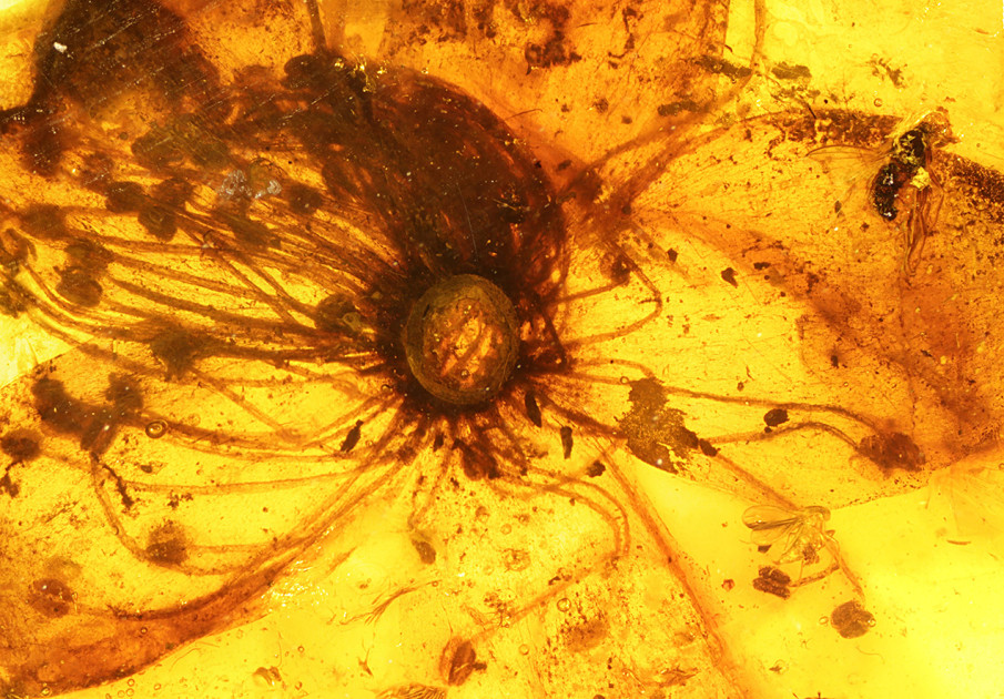 Spektakulärer Bernstein-Fund: Vor 35 Millionen Jahren war es bei uns ...